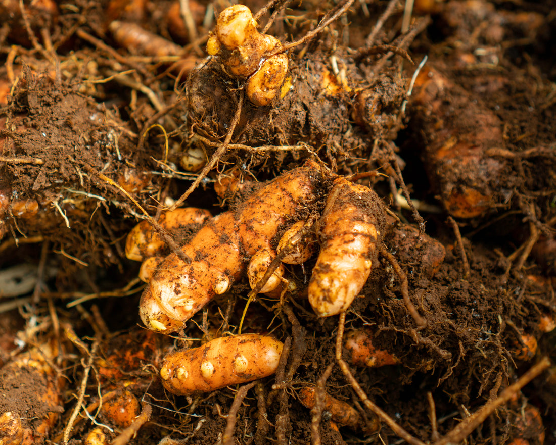 About Us – UpRoot Origin LLC