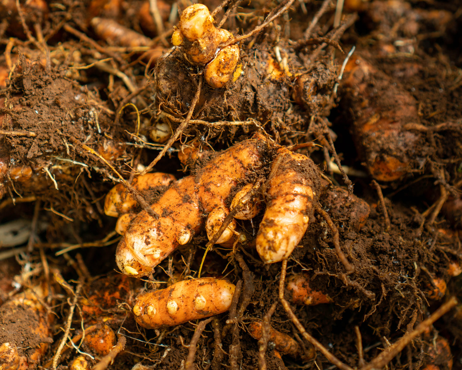 About Us – UpRoot Origin LLC